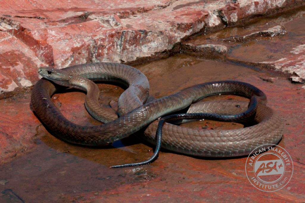 Black Mamba - African Snakebite Institute