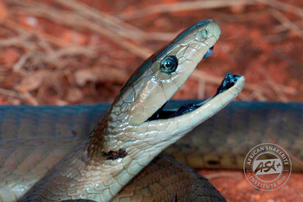 Black Mamba - African Snakebite Institute