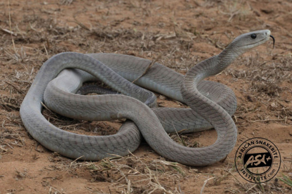 Black Mamba - Africa - African Snakebite Institute