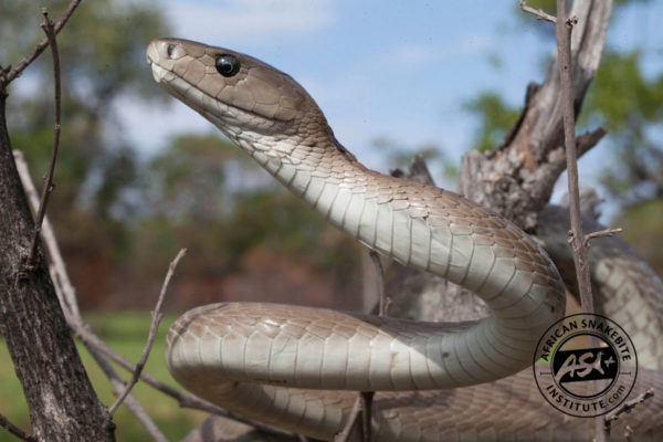 Black Mamba - African Snakebite Institute