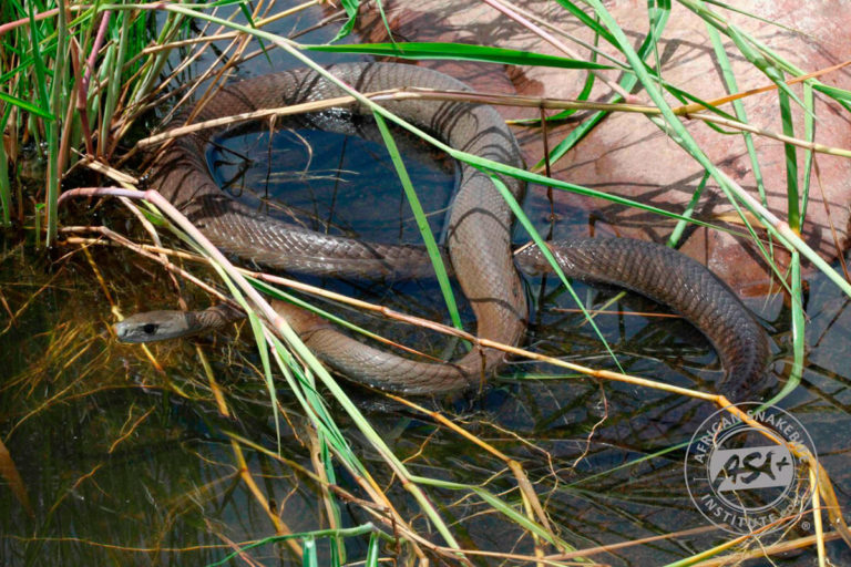 Black Mamba - African Snakebite Institute