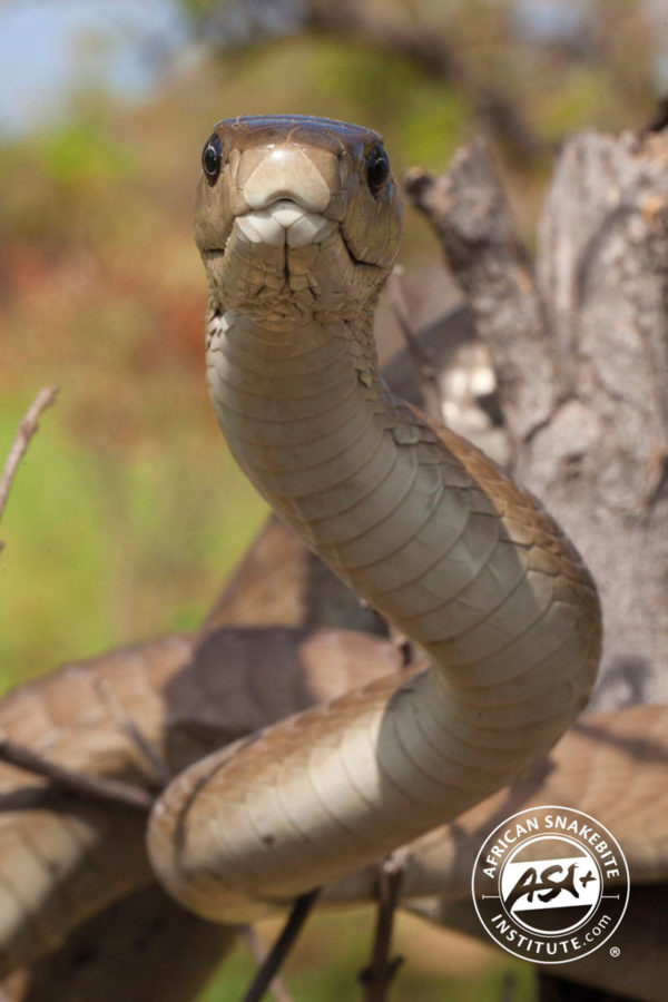 Black Mamba - African Snakebite Institute