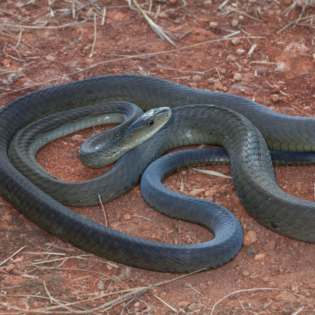 Home - African Snakebite Institute