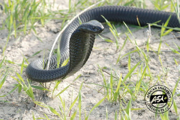 Black Spitting Cobra - African Snakebite Institute