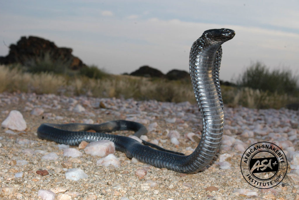 Black Spitting Cobra - African Snakebite Institute