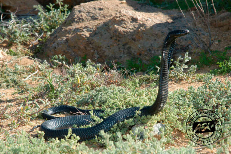 Black Spitting Cobra - African Snakebite Institute