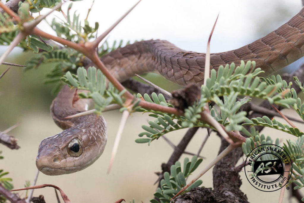 Boomslang - Africa - African Snakebite Institute
