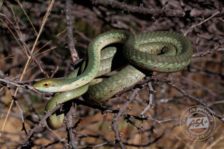 Boomslang - Africa - African Snakebite Institute