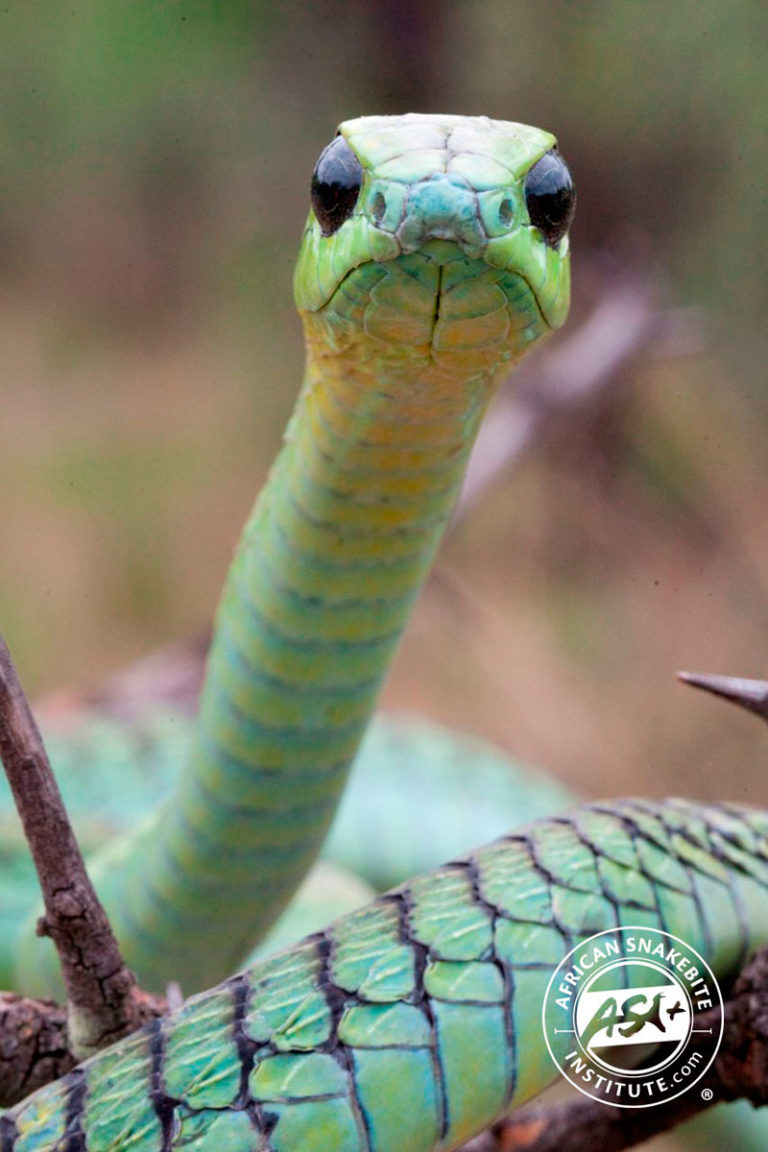 Boomslang - African Snakebite Institute