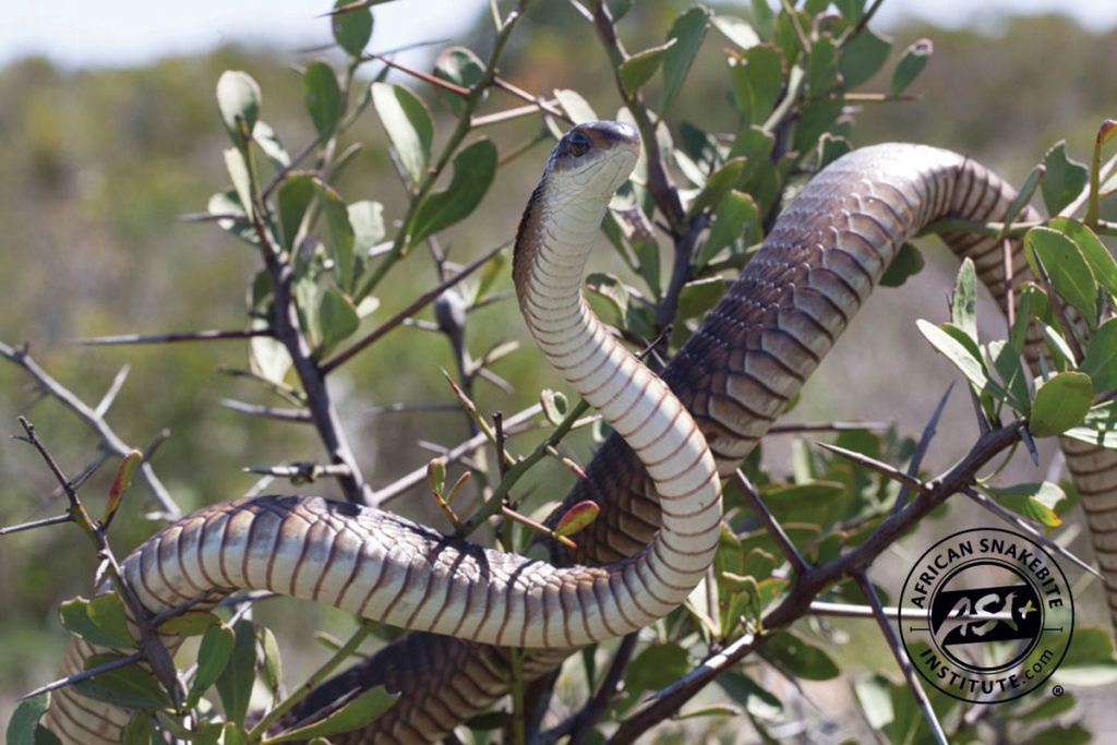 Boomslang - African Snakebite Institute