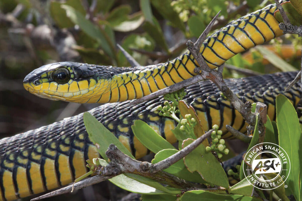 Boomslang - African Snakebite Institute