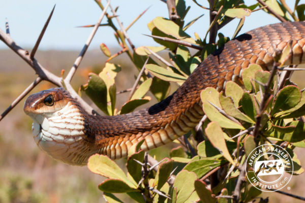 Boomslang - African Snakebite Institute