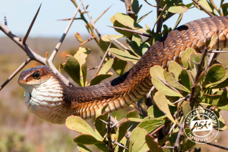 Boomslang - Africa - African Snakebite Institute