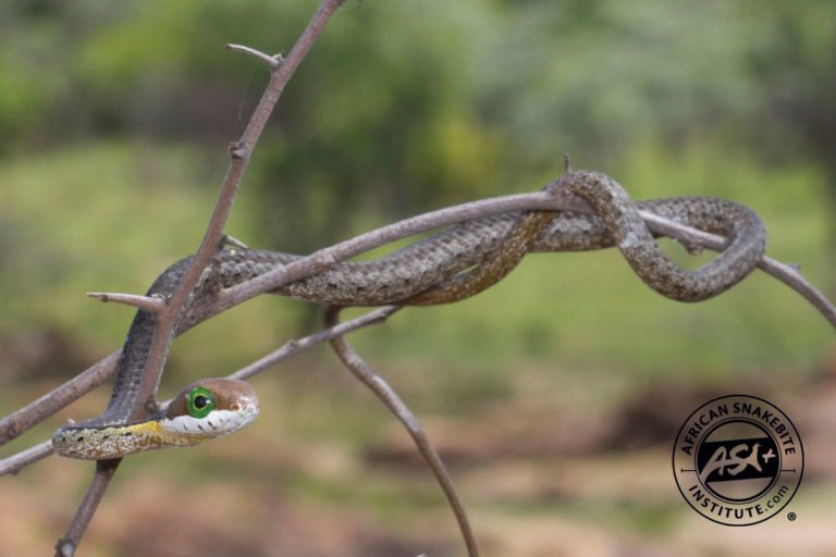 Boomslang - African Snakebite Institute