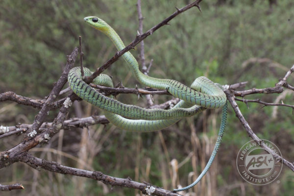 Boomslang - African Snakebite Institute