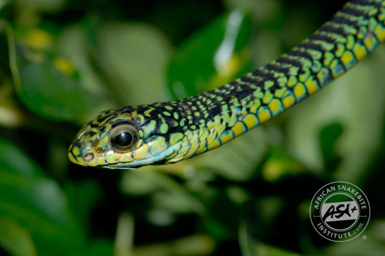 Boomslang - Africa - African Snakebite Institute