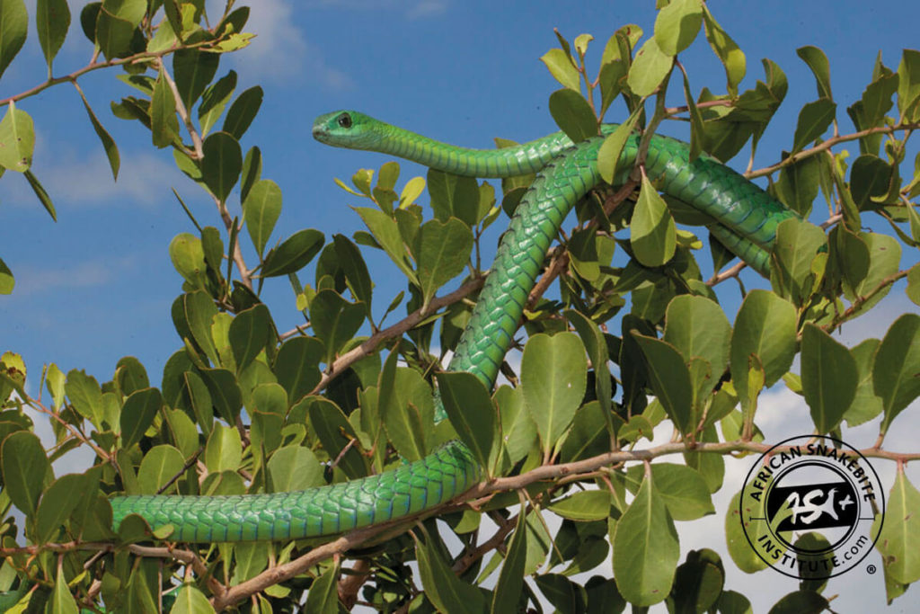 Boomslang - African Snakebite Institute
