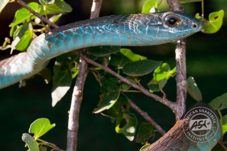 Boomslang - Africa - African Snakebite Institute