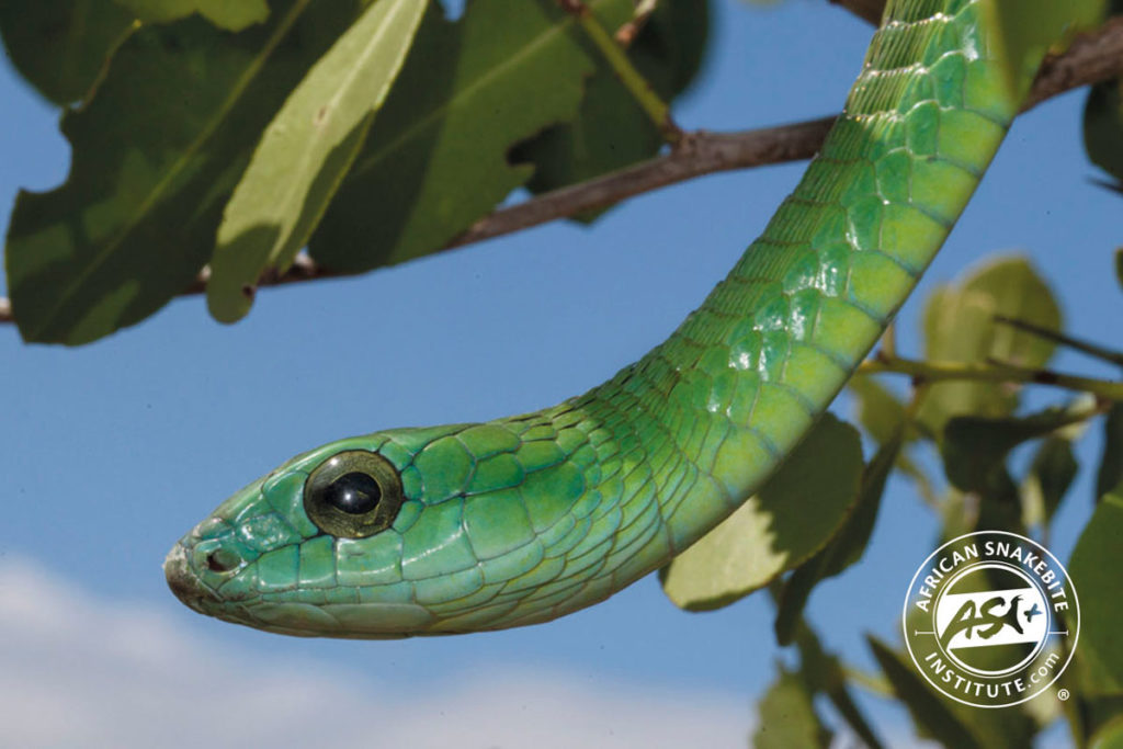 Boomslang - African Snakebite Institute