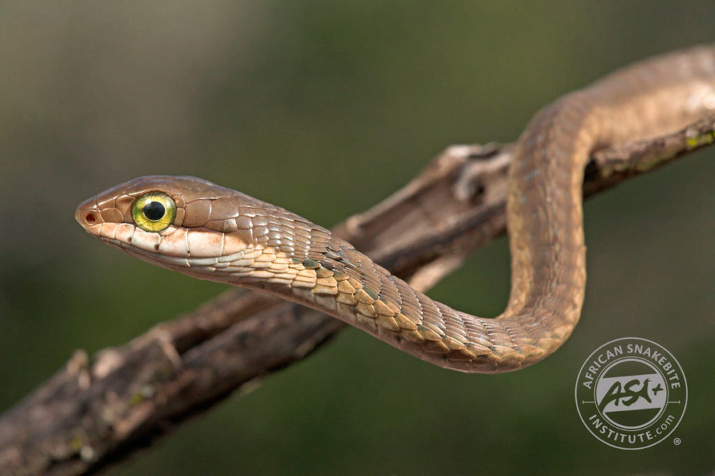 Boomslang - African Snakebite Institute