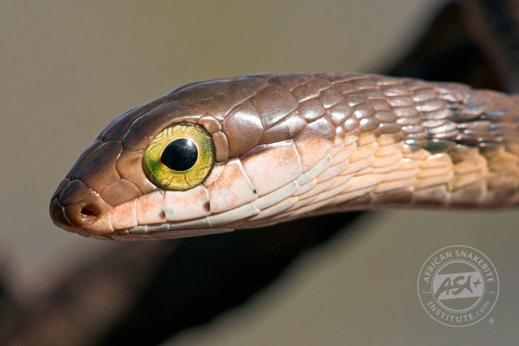 Boomslang - African Snakebite Institute