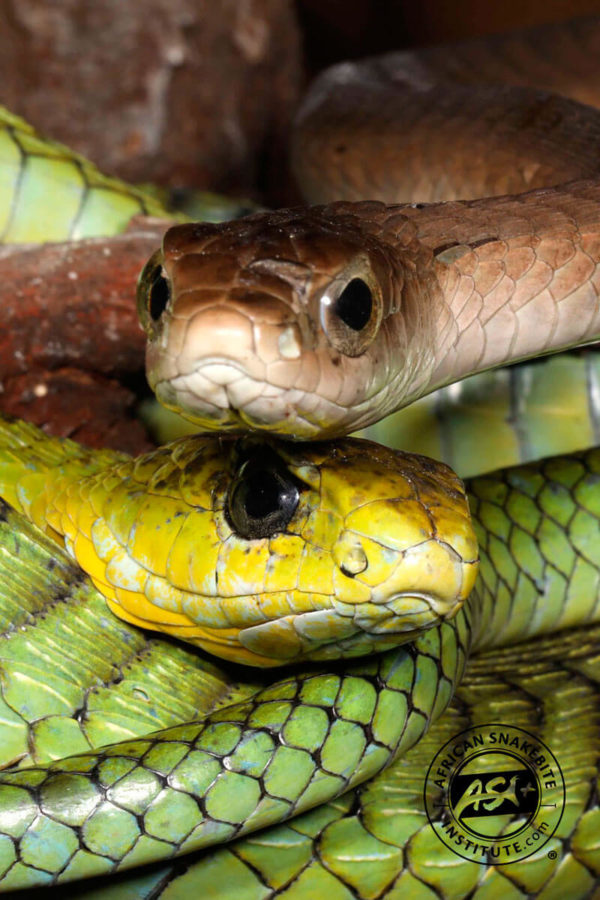 Boomslang - African Snakebite Institute