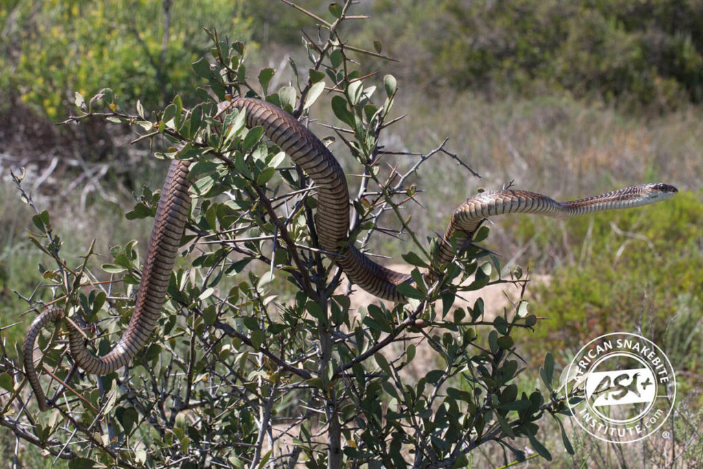Boomslang - African Snakebite Institute