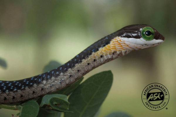 Boomslang - African Snakebite Institute