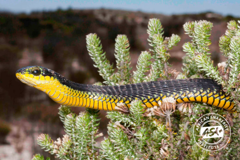 Boomslang - Africa - African Snakebite Institute