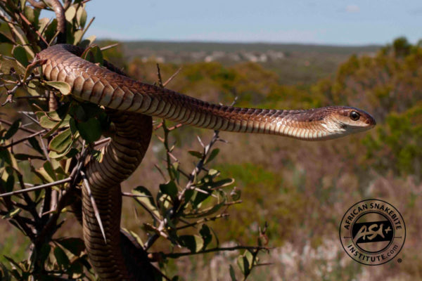Boomslang - African Snakebite Institute