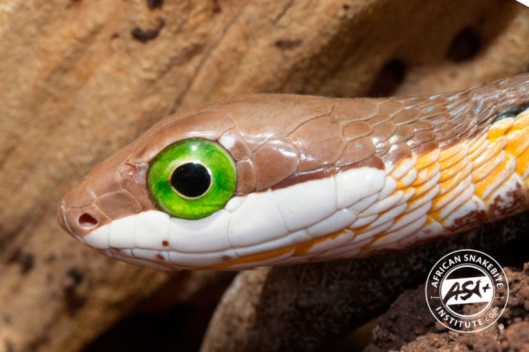 Boomslang - African Snakebite Institute