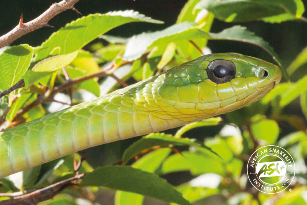 Boomslang - African Snakebite Institute