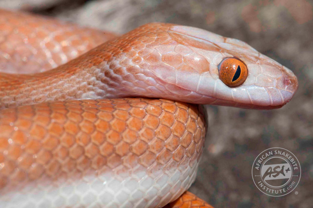 Brown House Snake - African Snakebite Institute