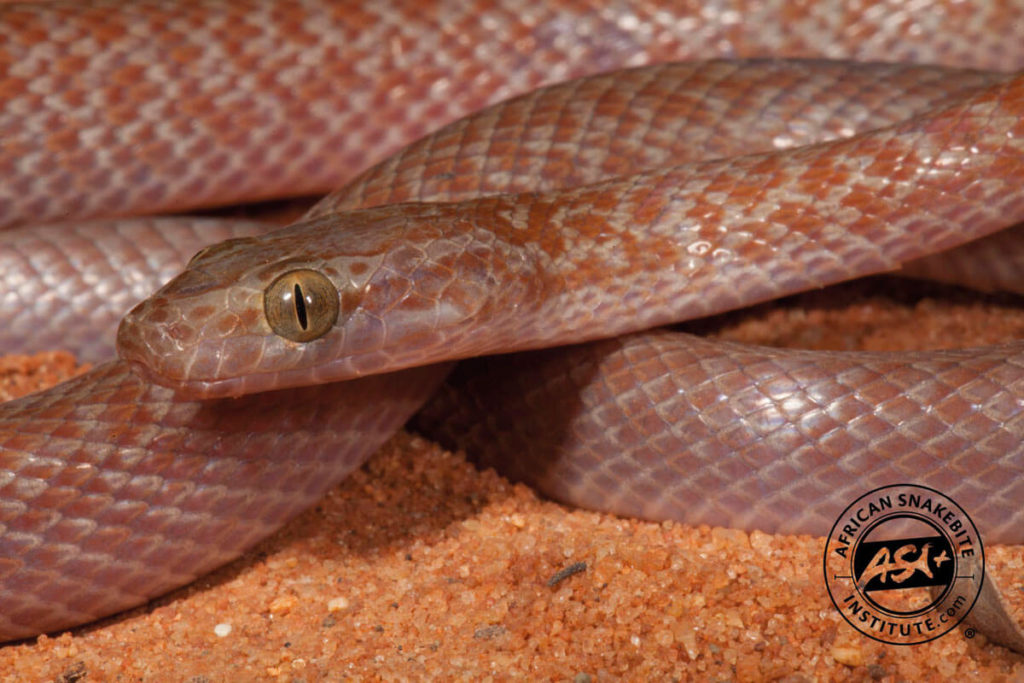 Brown House Snake - African Snakebite Institute
