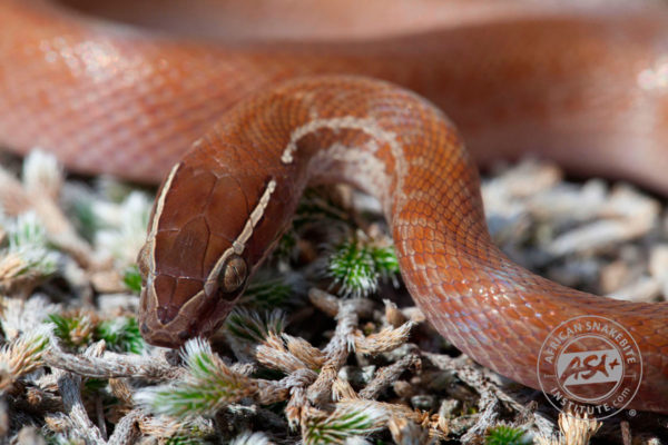 Brown House Snake - African Snakebite Institute