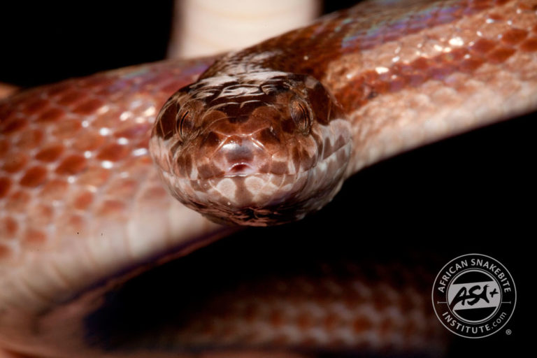 Brown House Snake - African Snakebite Institute