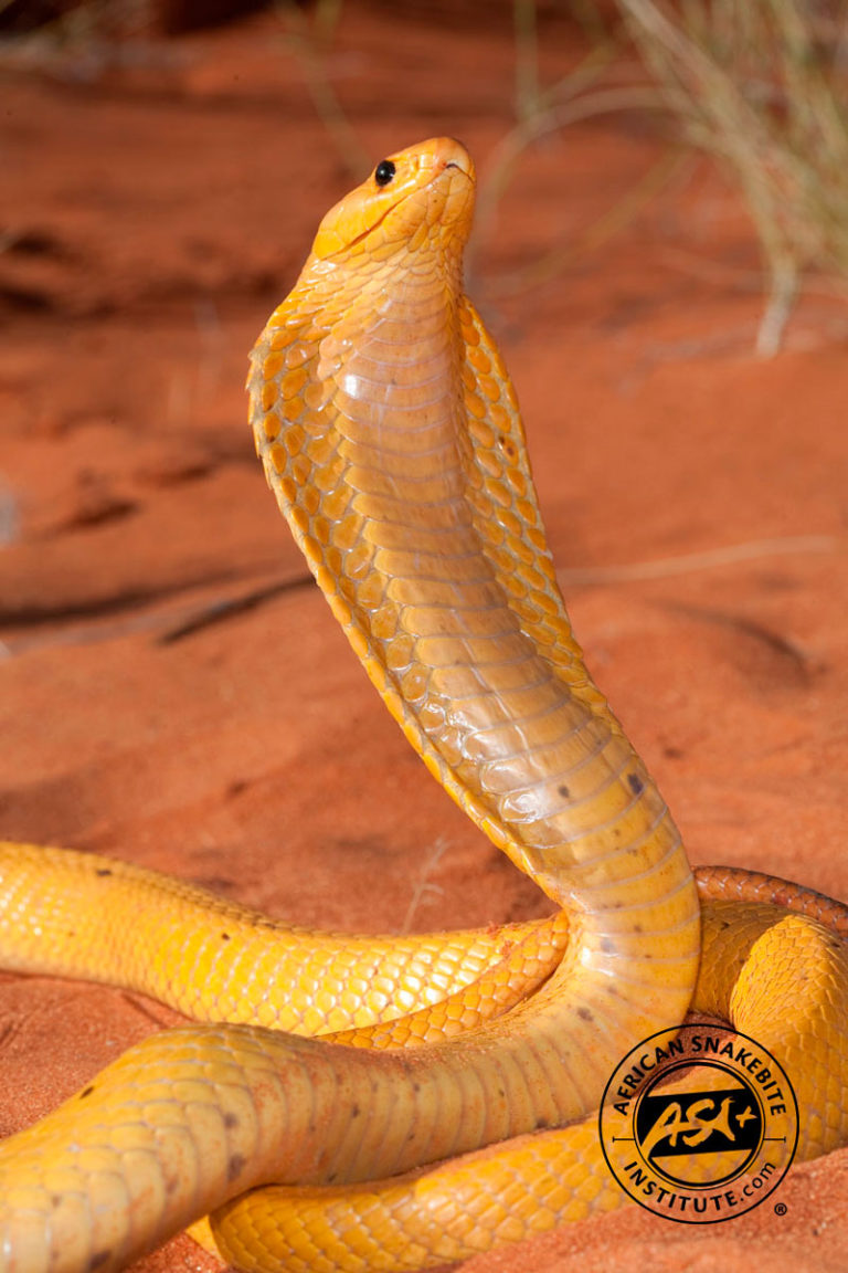 Cape Cobra - African Snakebite Institute