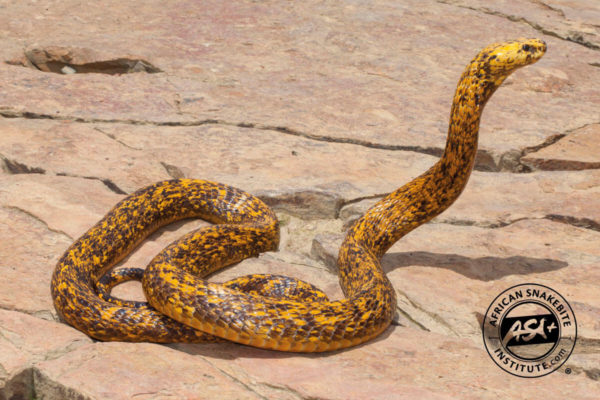 Cape Cobra - African Snakebite Institute