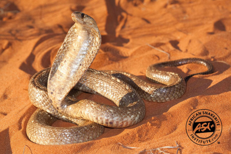 Cape Cobra - African Snakebite Institute
