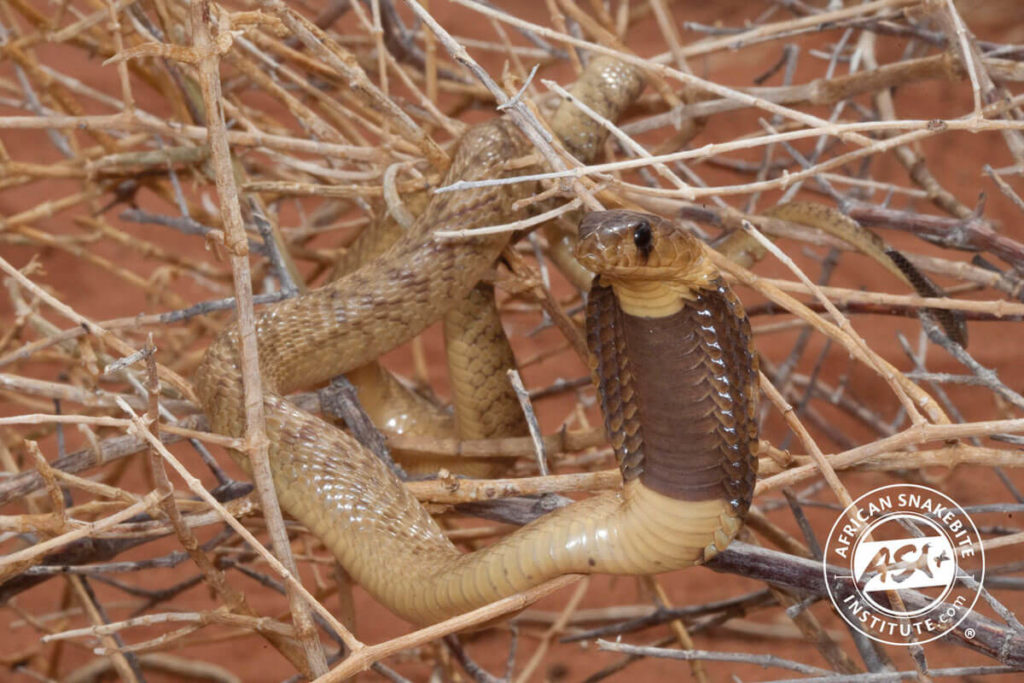 Cape Cobra - African Snakebite Institute