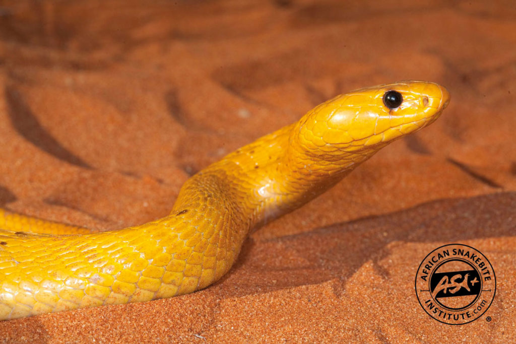 Cape Cobra - African Snakebite Institute