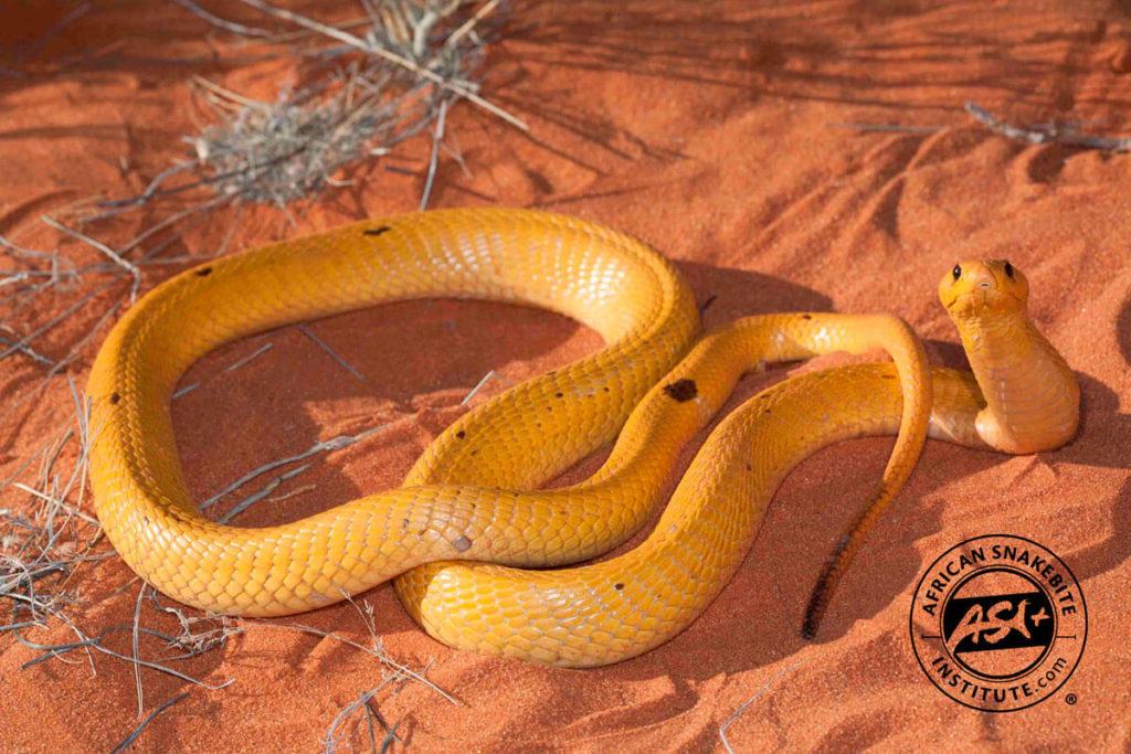 Cape Cobra - African Snakebite Institute