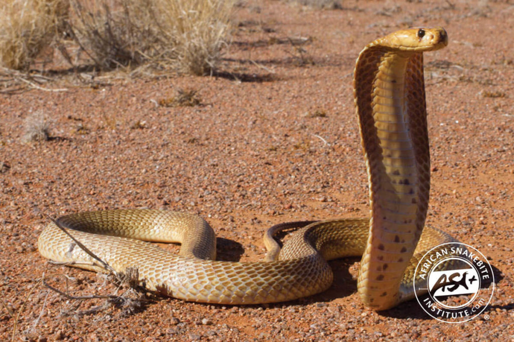 Cape Cobra - African Snakebite Institute