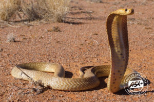 Cape Cobra - African Snakebite Institute