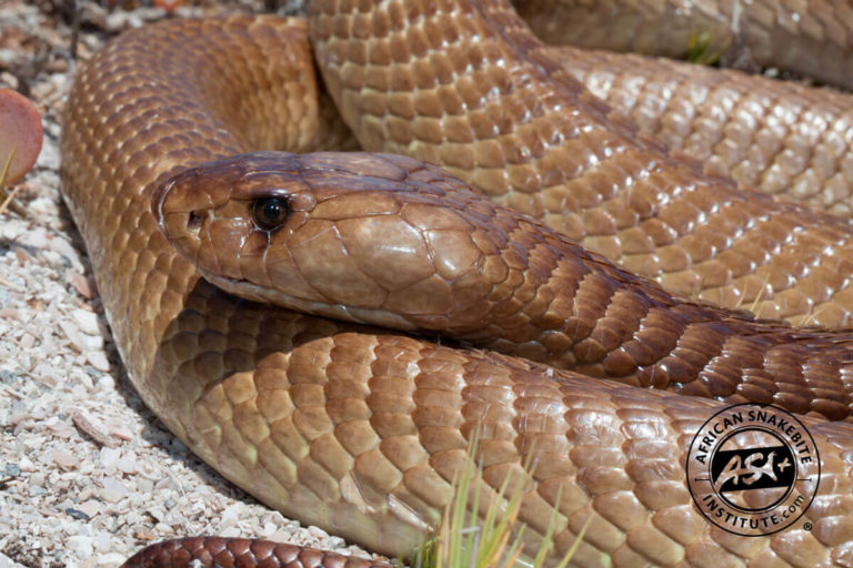 Cape Cobra - African Snakebite Institute