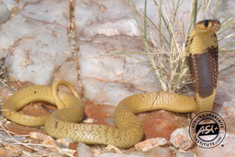 Cape Cobra - African Snakebite Institute