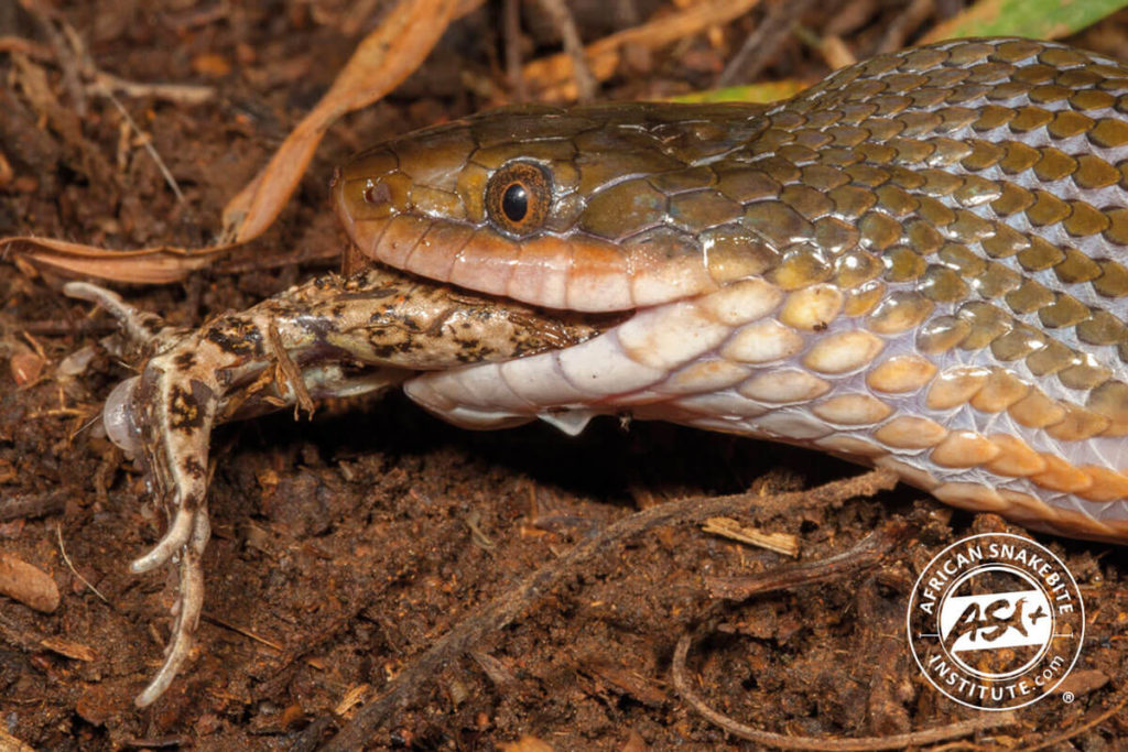Brown Water Snake - African Snakebite Institute