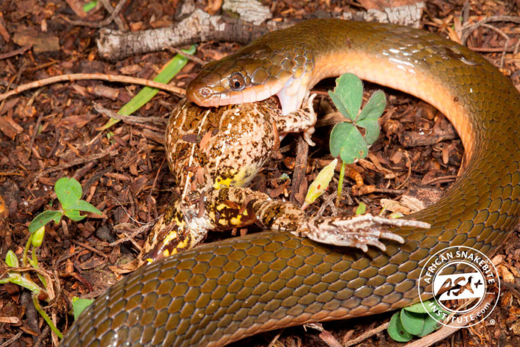 Brown Water Snake - African Snakebite Institute