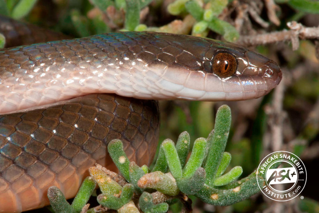 Brown Water Snake - African Snakebite Institute