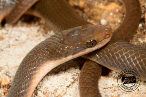 Brown Water Snake - African Snakebite Institute